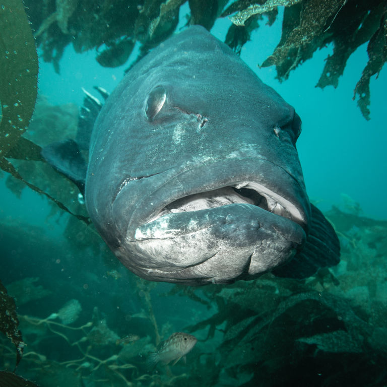Spotting Giant Sea Bass