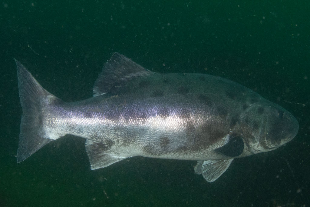 Spotting Giant Sea Bass