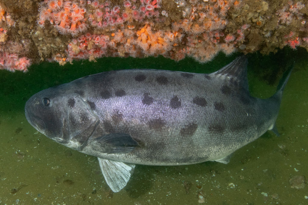 Spotting Giant Sea Bass