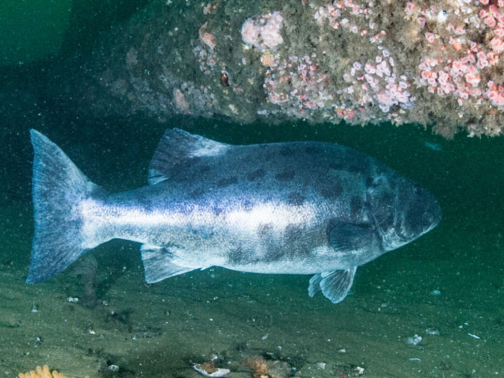 Spotting Giant Sea Bass