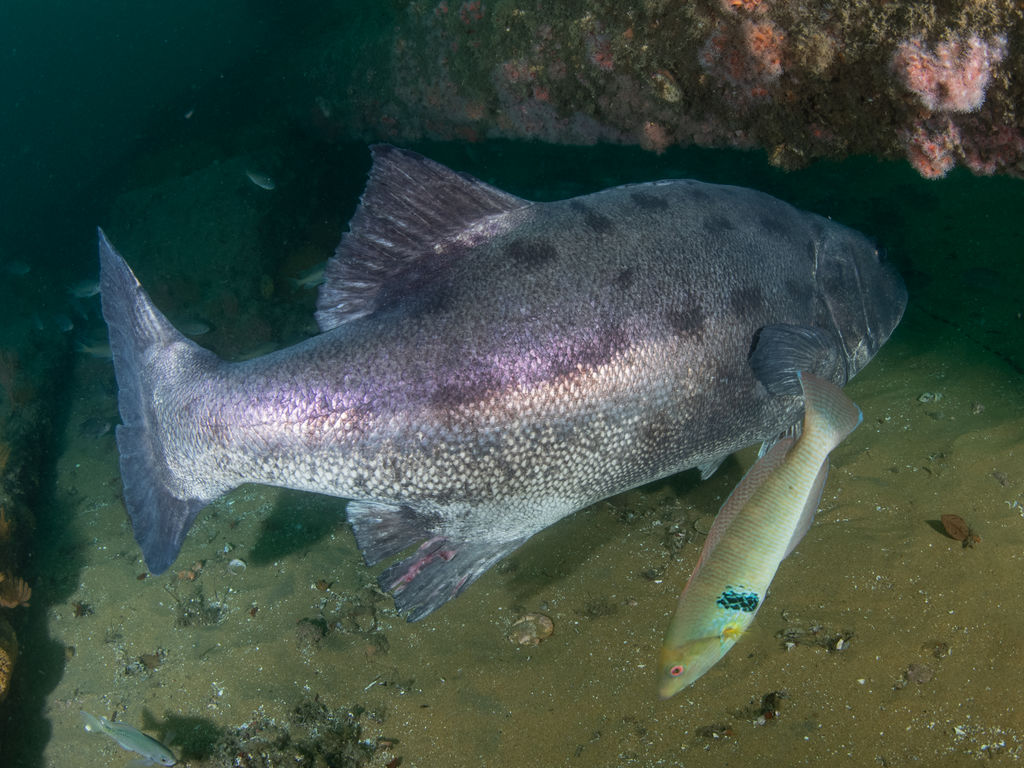 Spotting Giant Sea Bass