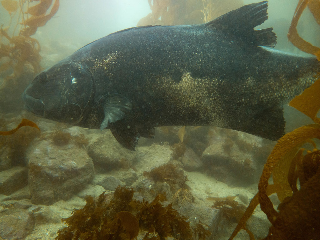 Spotting Giant Sea Bass
