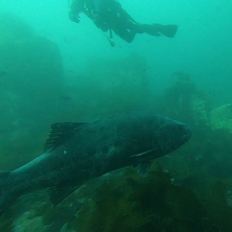 Spotting Giant Sea Bass