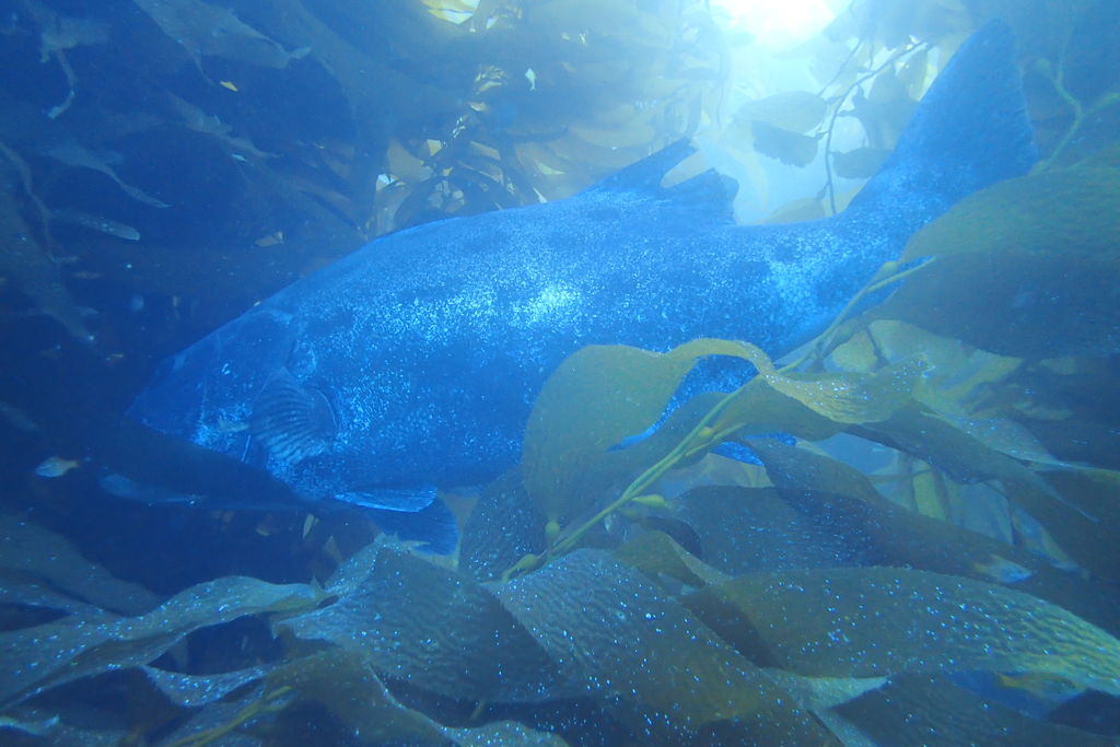 Spotting Giant Sea Bass