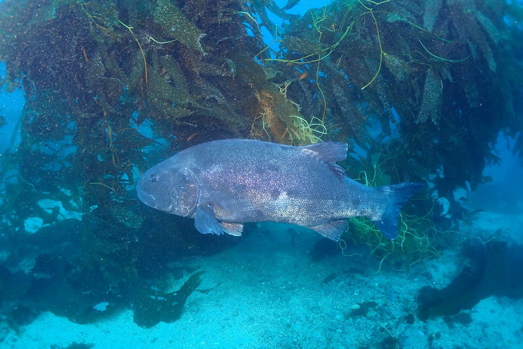 Spotting Giant Sea Bass