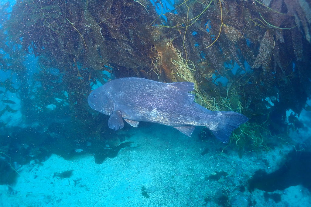 Spotting Giant Sea Bass