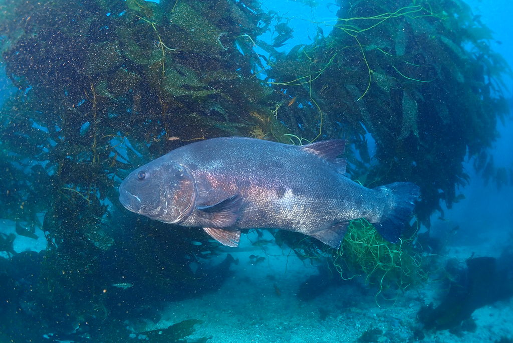 Spotting Giant Sea Bass