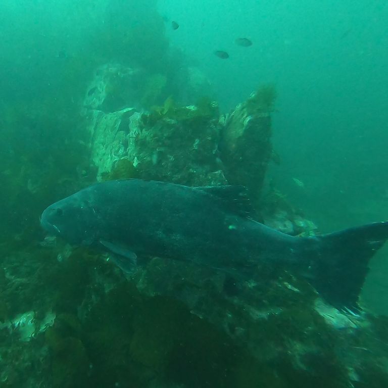Spotting Giant Sea Bass