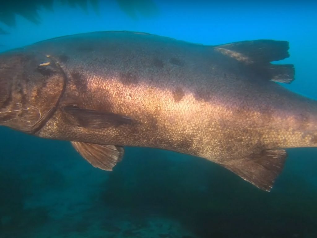 Spotting Giant Sea Bass