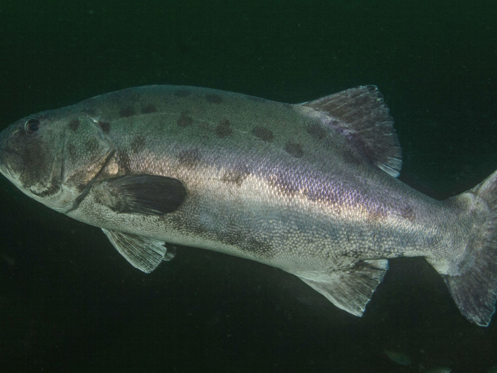 Spotting Giant Sea Bass