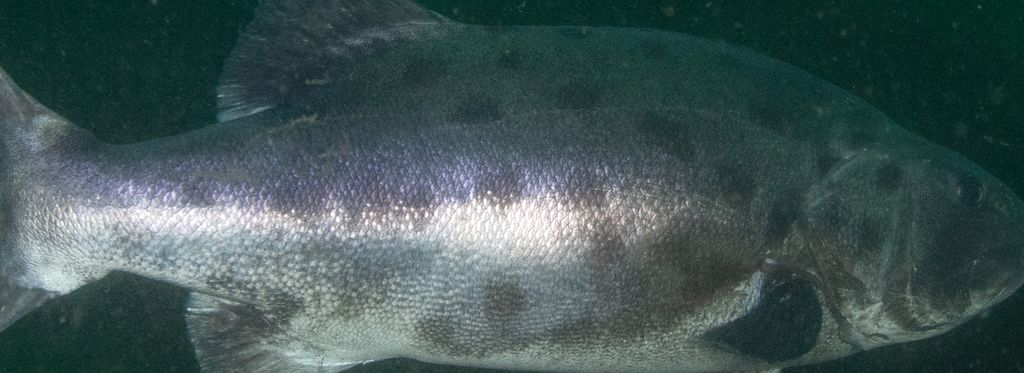 Spotting Giant Sea Bass